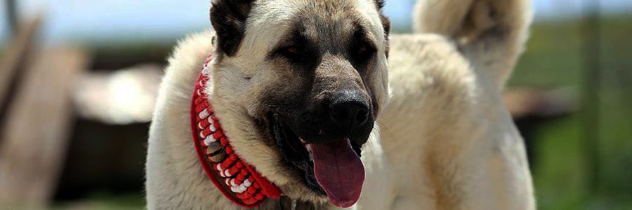 Sivas - Kangal Köpeği